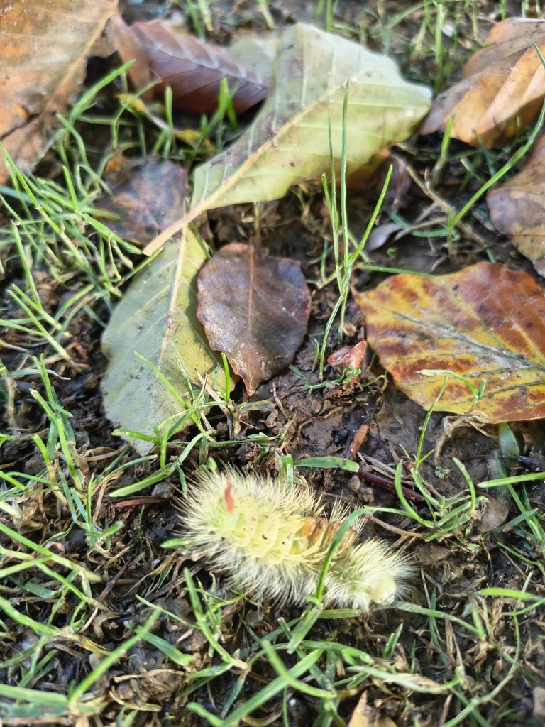Pale Tussock Moth from 14230 La Cambe, France on October 4, 2025 at 10: ...