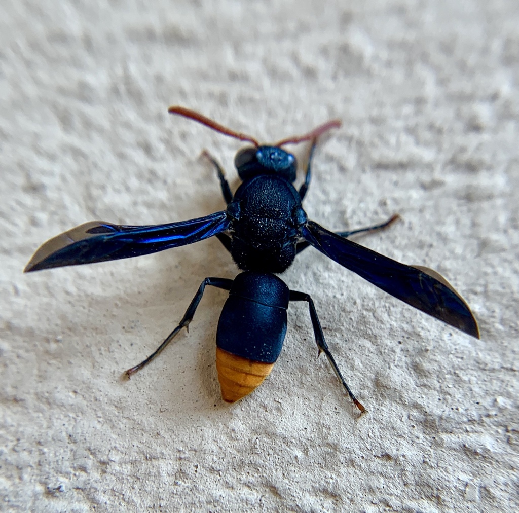 Anterhynchium natalense (Flies, Ants, Wasps and Bees of the Mfolozi ...