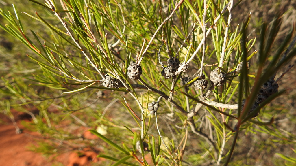 broombush from Sandy Creek NSW 2835, Australia on November 24, 2019 at ...