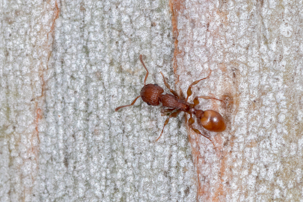 Muscular Ants from Wonga Park VIC 3115, Australia on December 15, 2019 ...