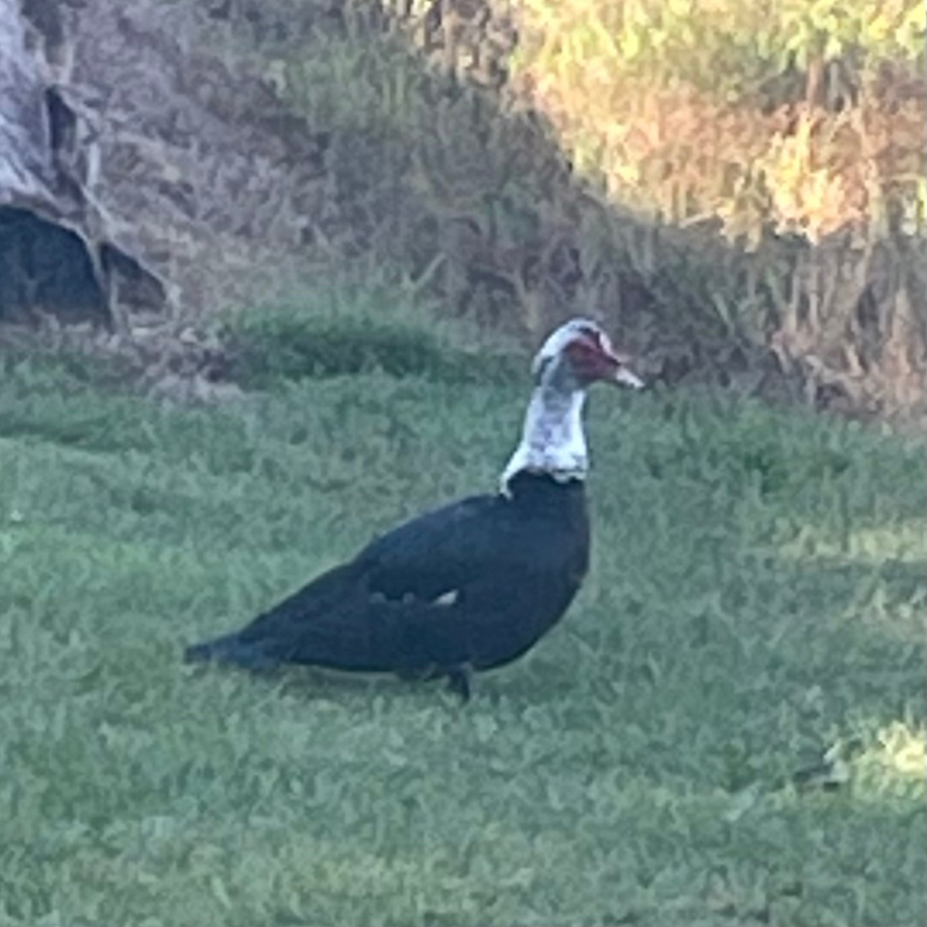 Domestic Muscovy Duck from Willis Dr, Jackson, GA, US on October 13 ...