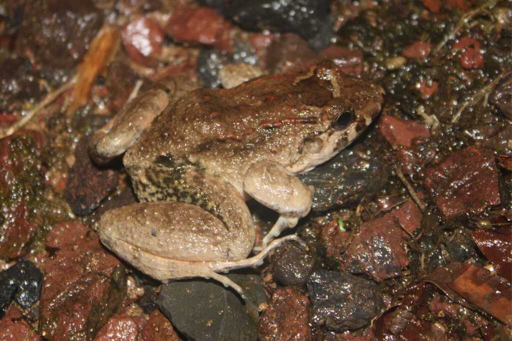 Dwarf Jungle Frog from Archidona Canton, Ecuador on October 9, 2025 at ...