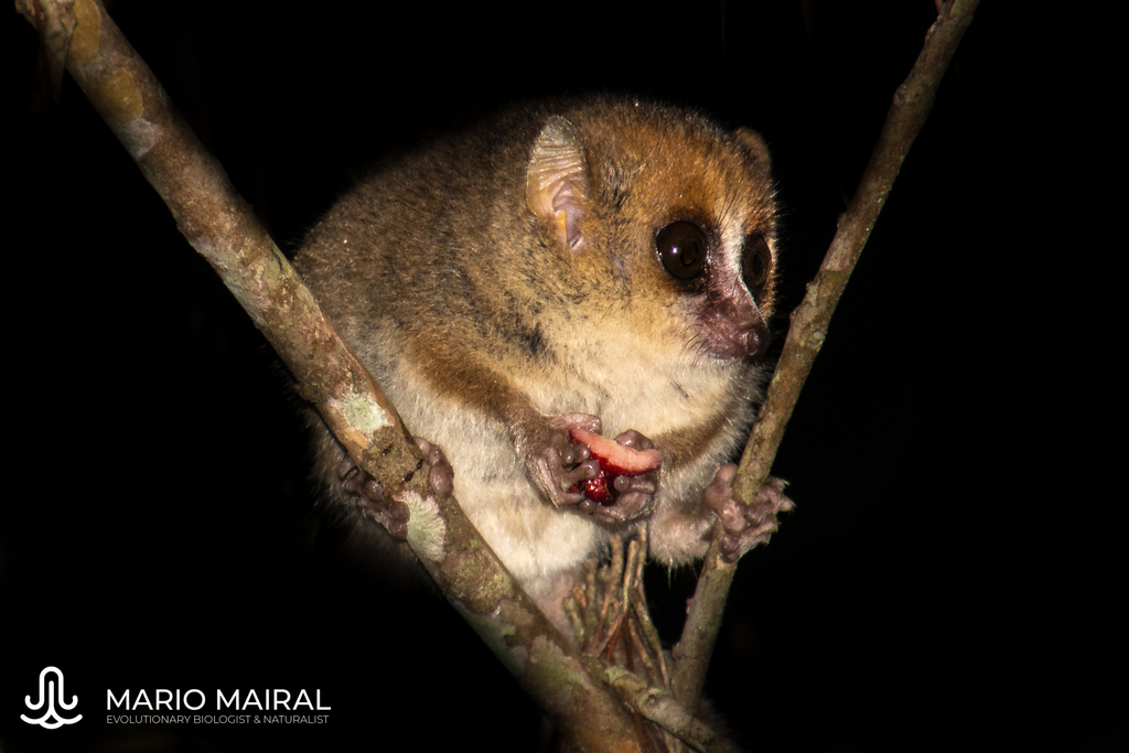 Goodman's Mouse Lemur (Microcebus lehilahytsara) - Know Your Mammals