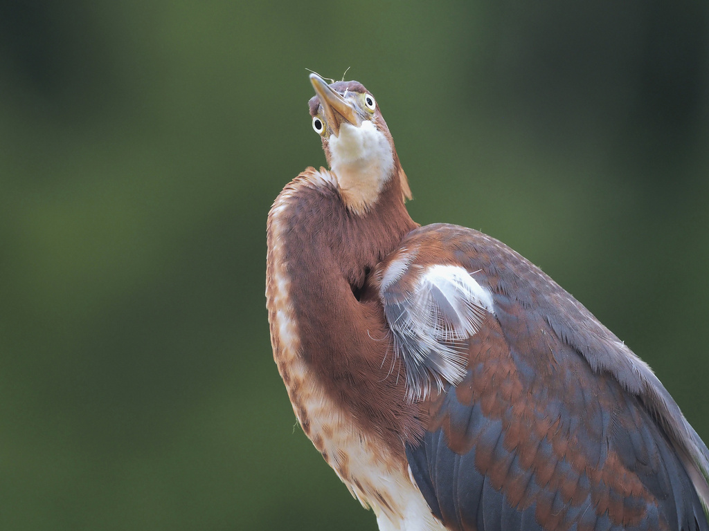 Tricolored Heron from Cypress Wetlands, Port Royal, SC, US on August 9 ...