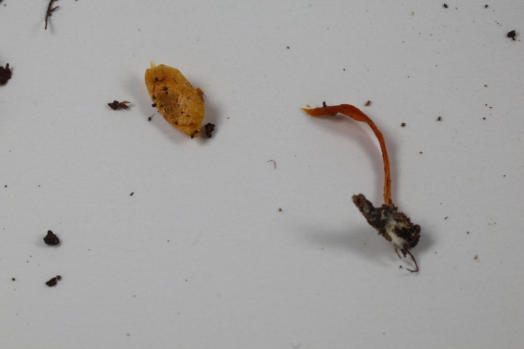 Hygrocybe sp. 'parvula-PNW01' from Ithaca, NY, USA on September 19 ...
