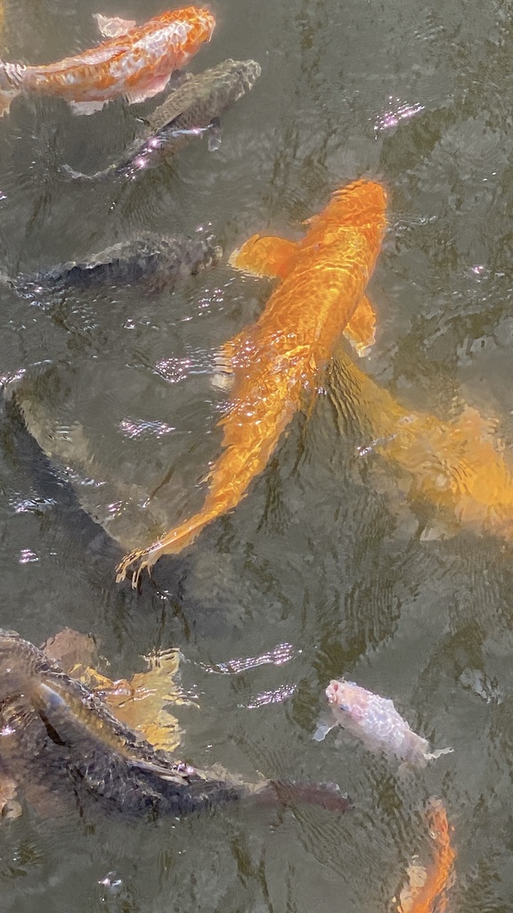 Amur Carp from Taiwan, Pingxi District, New Taipei City, TW on June 24 ...