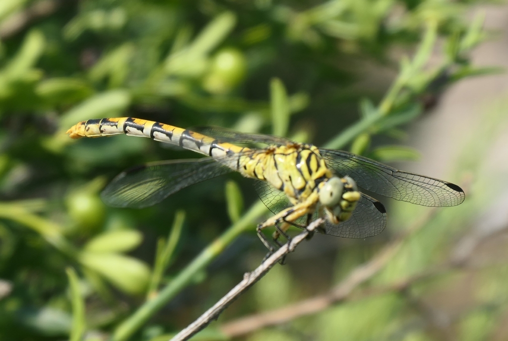 Pale Pincertail from MQQX+2HJ Heliport, T'bilisi, Georgia on July 20, 2025 at 04:31 PM by Felix ...