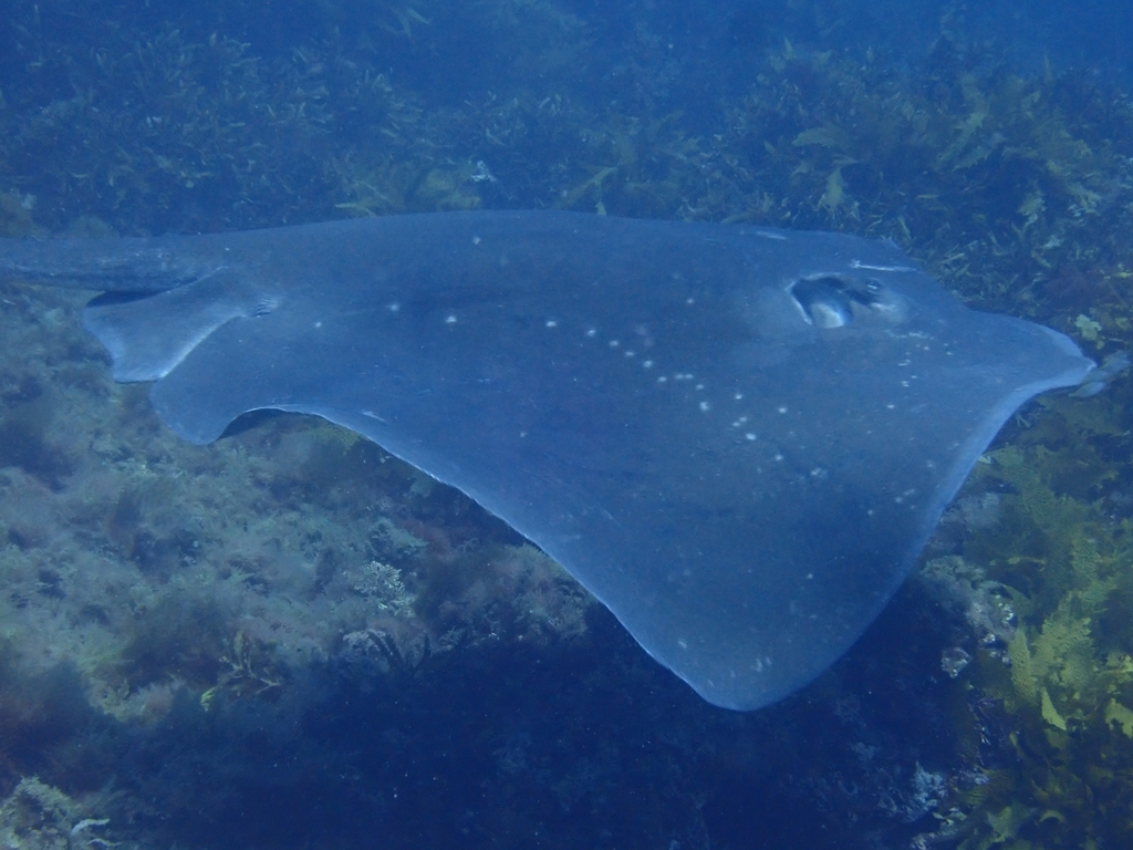 Short-tail Stingray (Bathytoshia brevicaudata) - Marine Life Identification