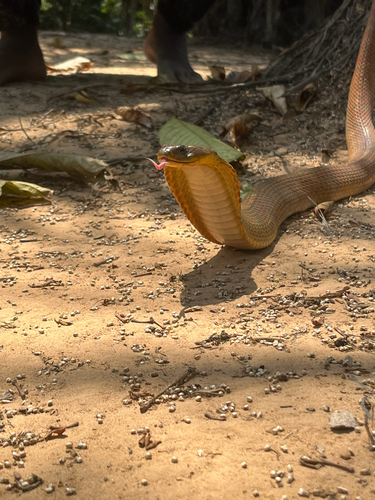 Amazon False Fer-de-lance (Xenodon severus) - Snakes and Lizards
