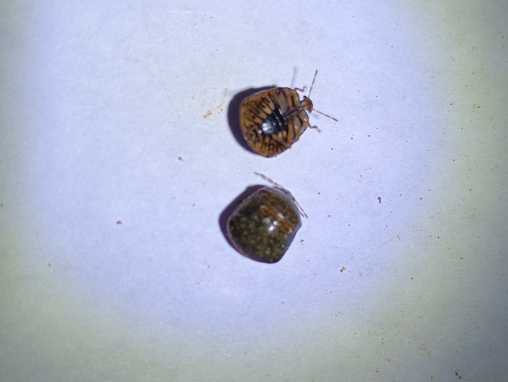 Kudzu Bug in October 2025 by aprilsprg · iNaturalist