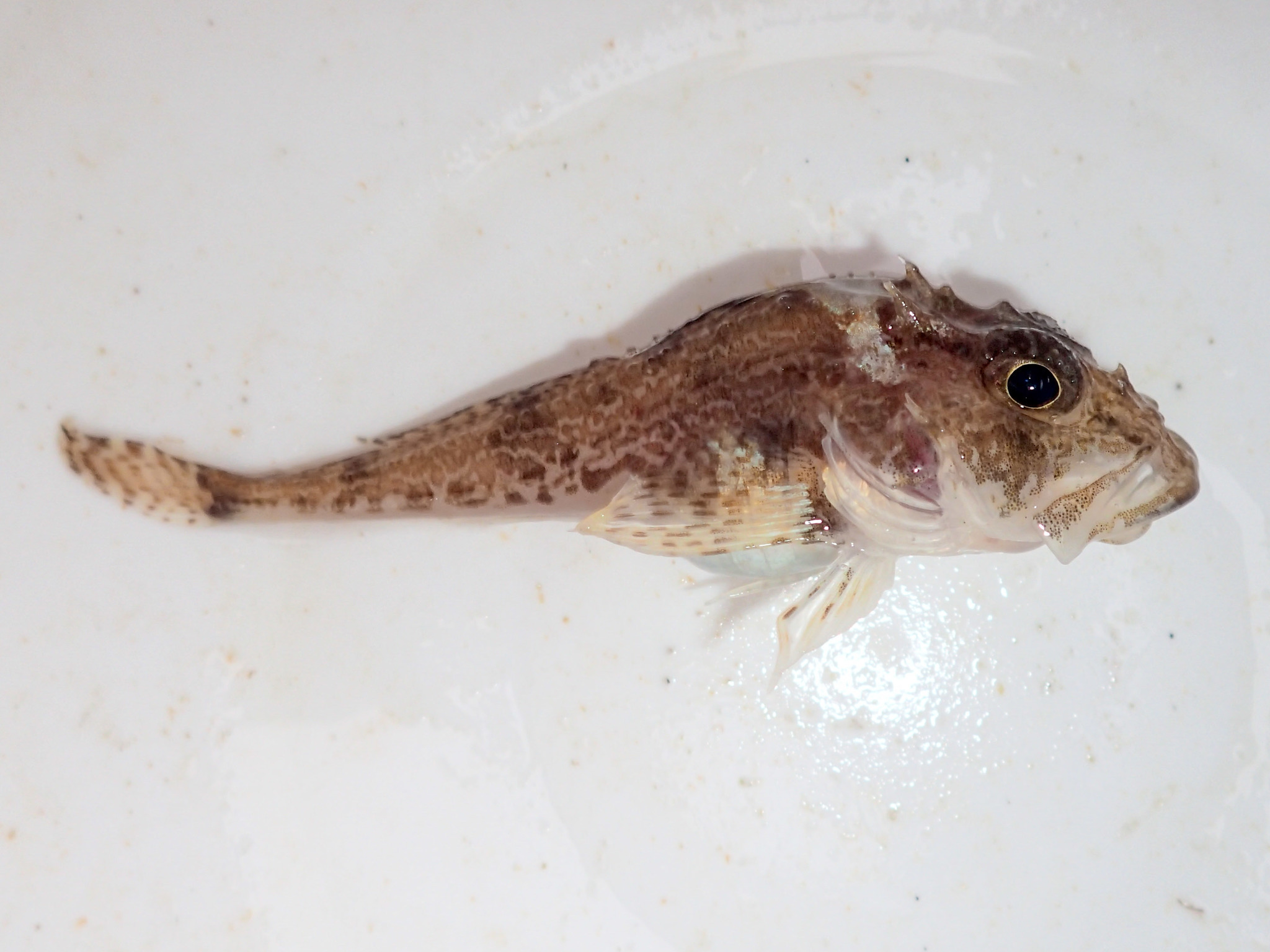 Icelus spatula Gilbert & Burke, 1912