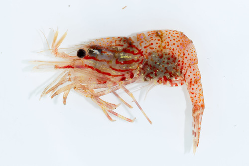 Polar Lebbeid Shrimp (Shrimp of the Gulf of St Lawrence / Crevettes du ...