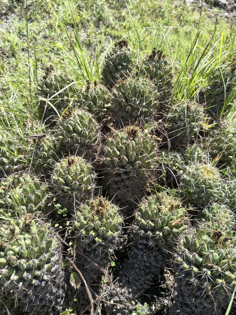 Coryphantha octacantha from 42820 Hgo., México on October 11, 2025 at ...