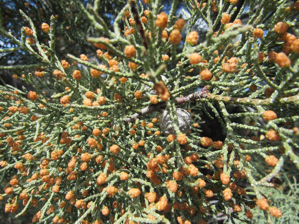 Baker's cypress (Handbook for the Native Trees of Oregon) · iNaturalist