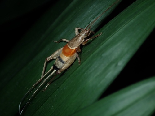 Ornebius longipennis · iNaturalist