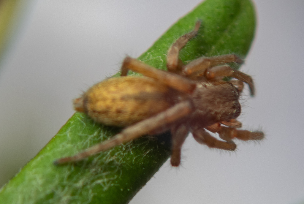 RTA Clade Spiders from Tasman, TAS, Australia on April 5, 2021 at 12:36 ...