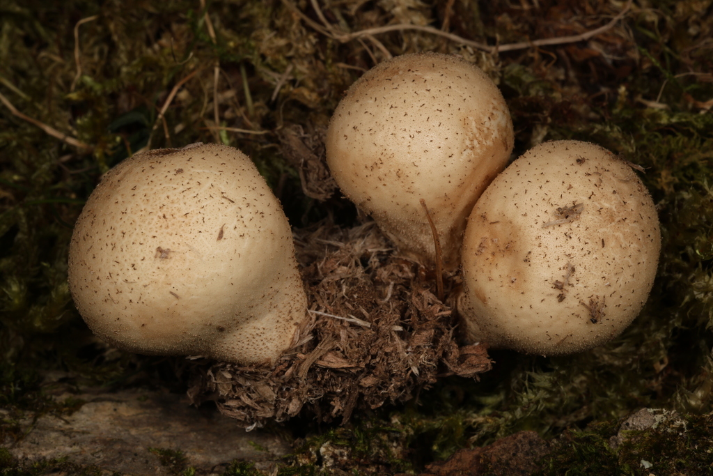 puffballs from Ithaca, NY, USA on September 19, 2025 at 07:30 PM by ...