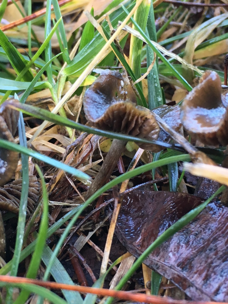 Wavy Cap in December 2019 by Damon Tighe · iNaturalist