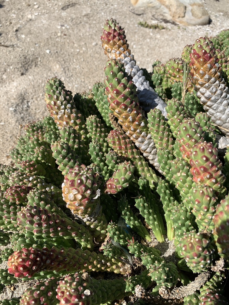 Medusa's-head (Euphorbia caput-medusae) - Botanical Realm