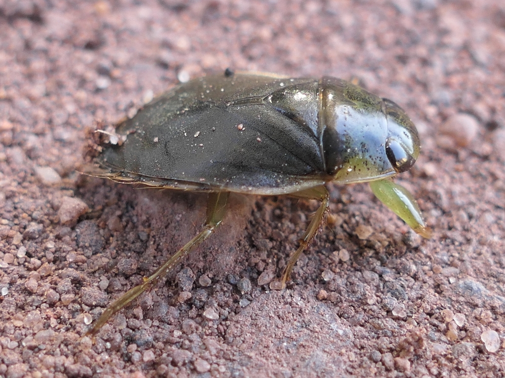saucer bug from 14 Milower Land-Milow, Deutschland on October 13, 2025 ...