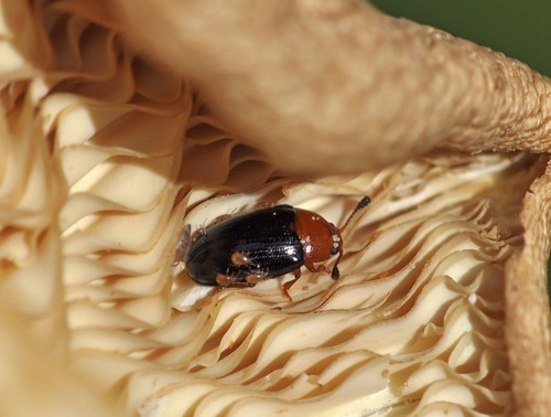 Triplax scutellaris · iNaturalist