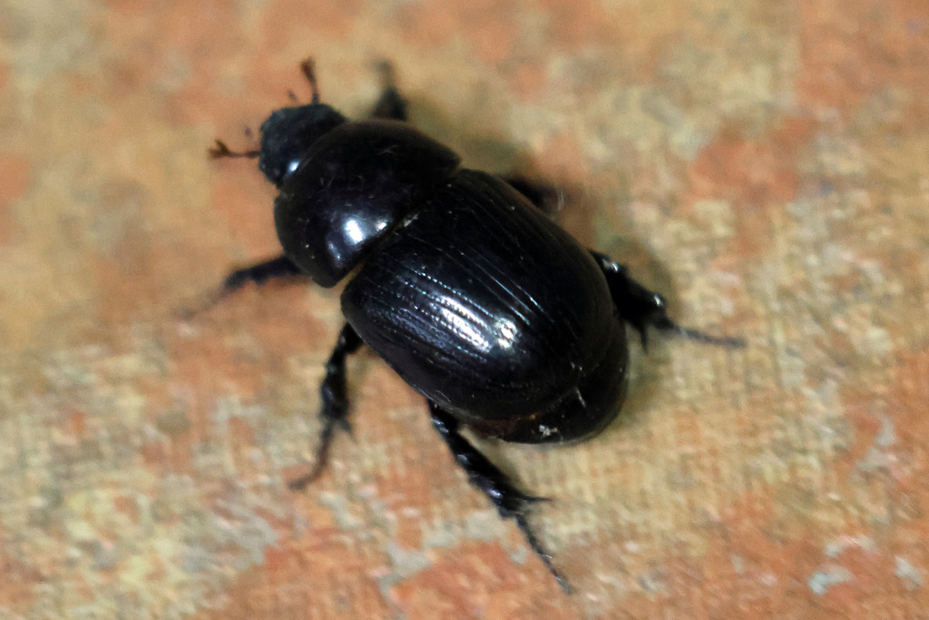 African Black Beetle from Stanthorpe QLD 4380, Australia on October 14 ...