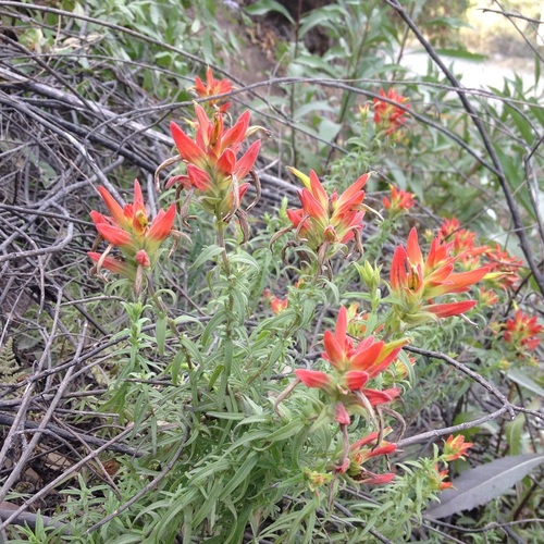 Garañona (Plantas y polinizadores de San Gabriel Chilac) · iNaturalist