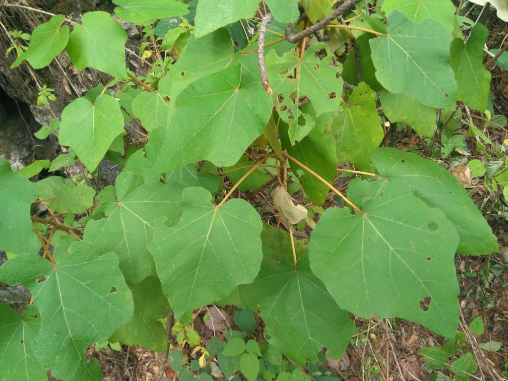 Mexican hand tree from Montetik on December 15, 2019 at 12:39 PM by ...