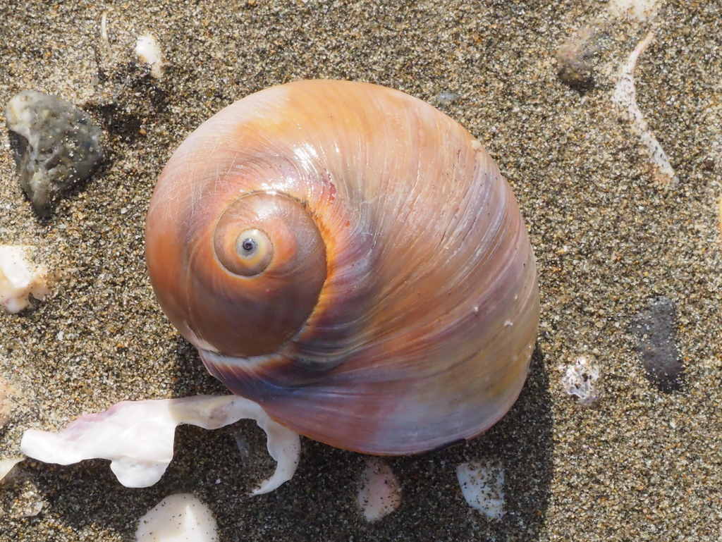 Bladder Moon Snail from 日本、〒516-0001 三重県伊勢市大湊町 on October 14, 2025 at ...