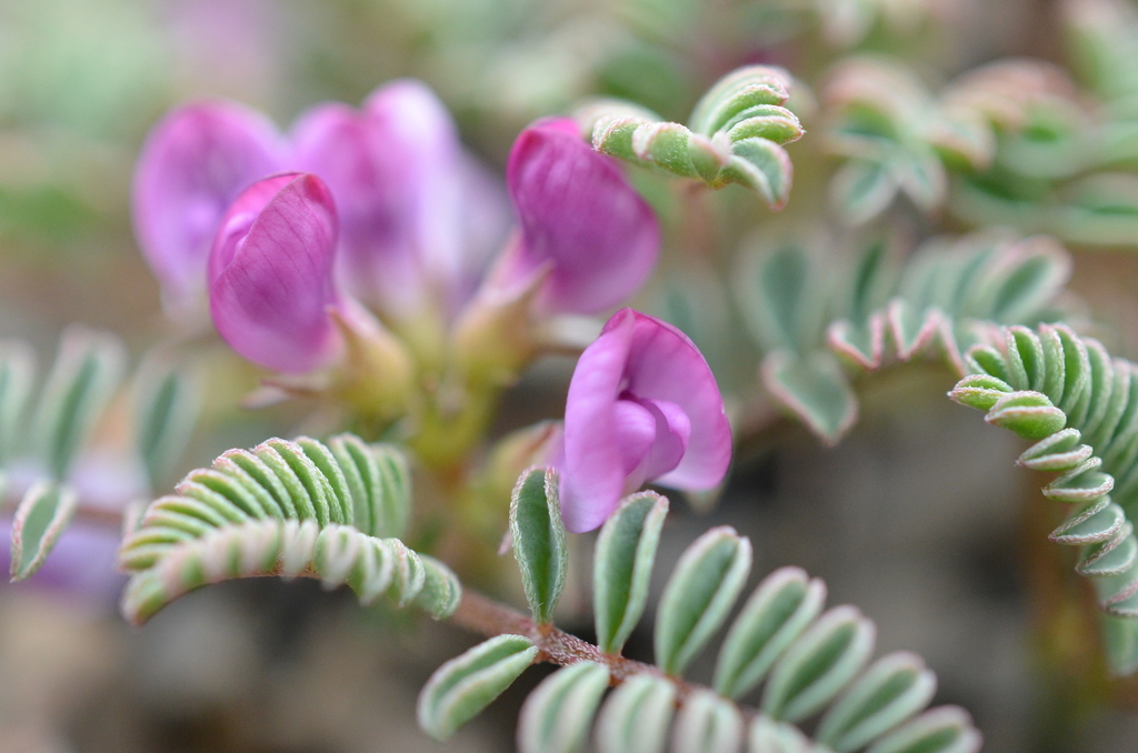 Scree Pea in December 2019 by Jane Gosden · iNaturalist