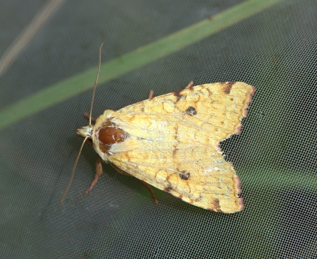 Xanthia tunicata from Яковлевский р-н, Приморский край, Россия on ...