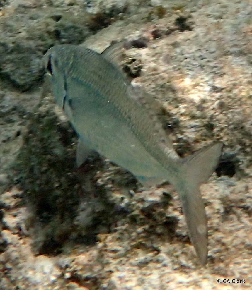 Ulaema lefroyi (Goode, 1874)