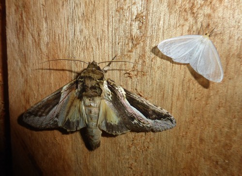 Rhuda decepta · iNaturalist