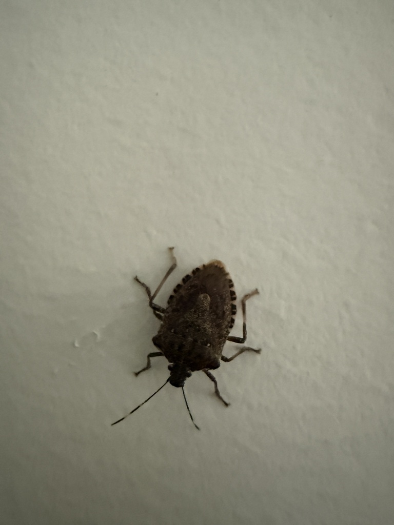 Brown Marmorated Stink Bug from Litchfield County, US-CT, US on October ...
