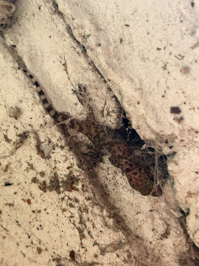 Mediterranean House Gecko from St Vardell Ln, Charlotte, NC, US on ...