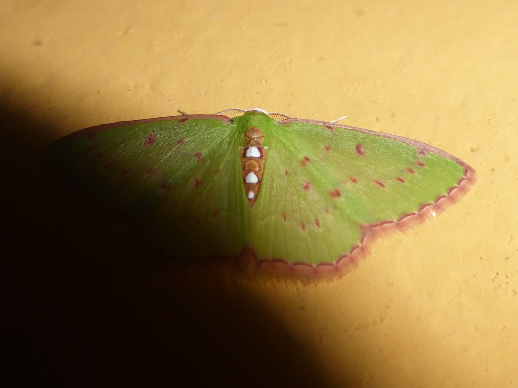 Lissochlora albociliaria from Bongará, Peru on July 02, 2019 at 07:17 ...