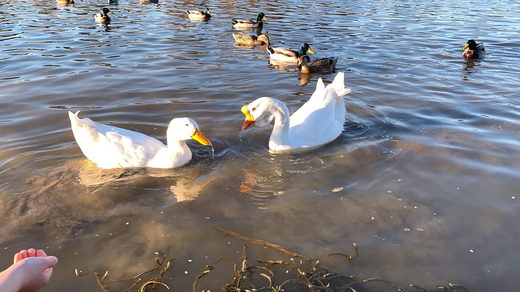 Domestic Mallard from England Pkwy, Grand Prairie, TX, US on December ...
