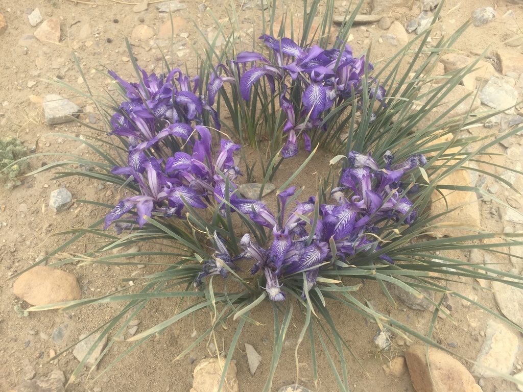 Iris loczyi from Tibet, CN on June 21, 2017 at 02:13 AM by Larry Chen ...