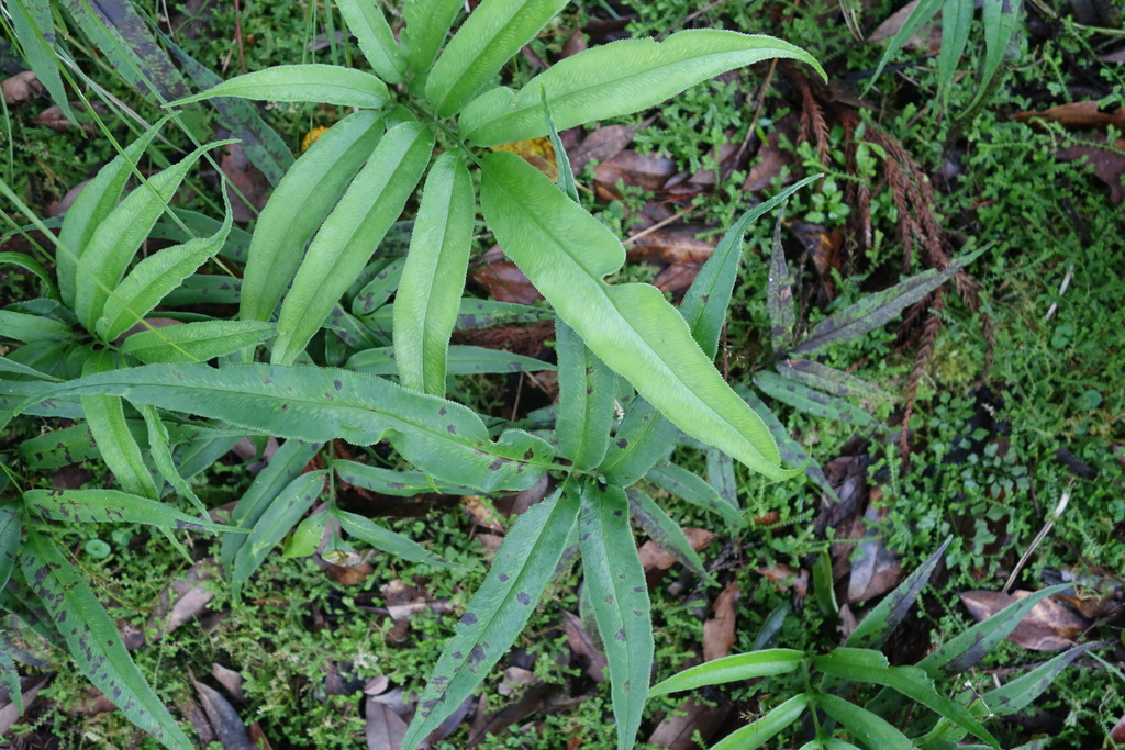 Japanese Bamboo Fern from Hualien County, Taiwan on October 25, 2019 at ...
