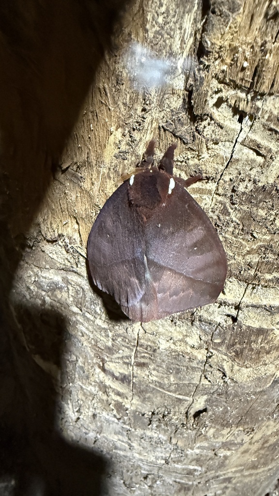 Automeris egeus from Estrada Cunhatai Porã, São José Do Rio Claro, MT ...