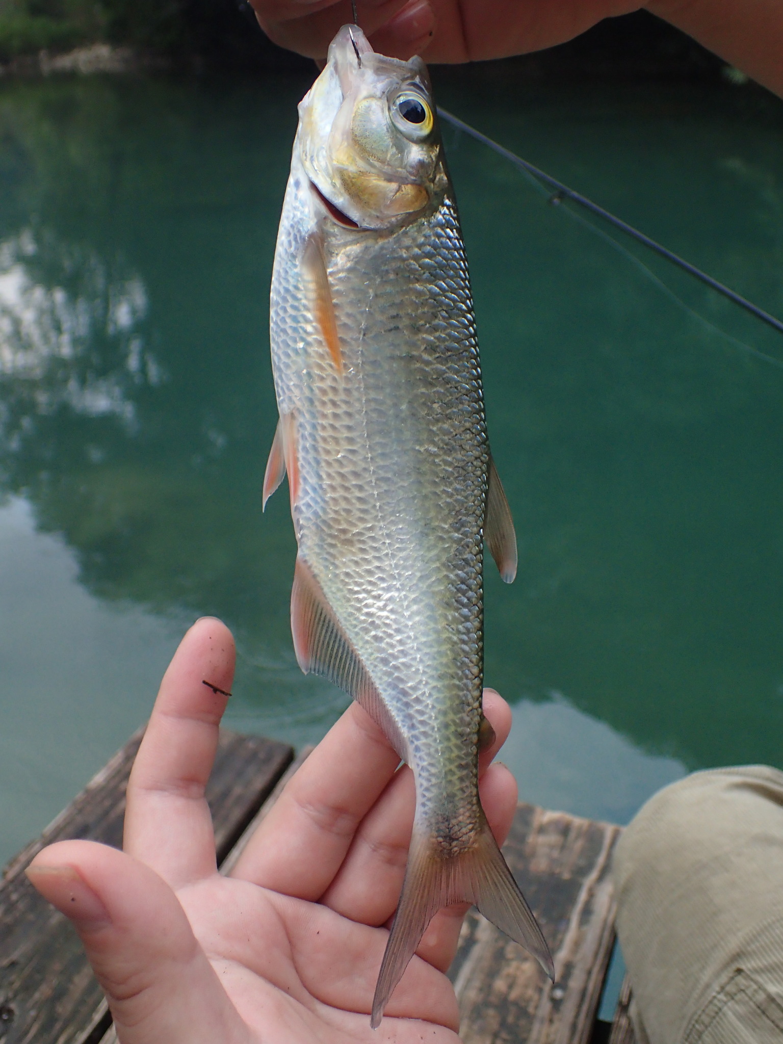 Brycon guatemalensis Regan, 1908