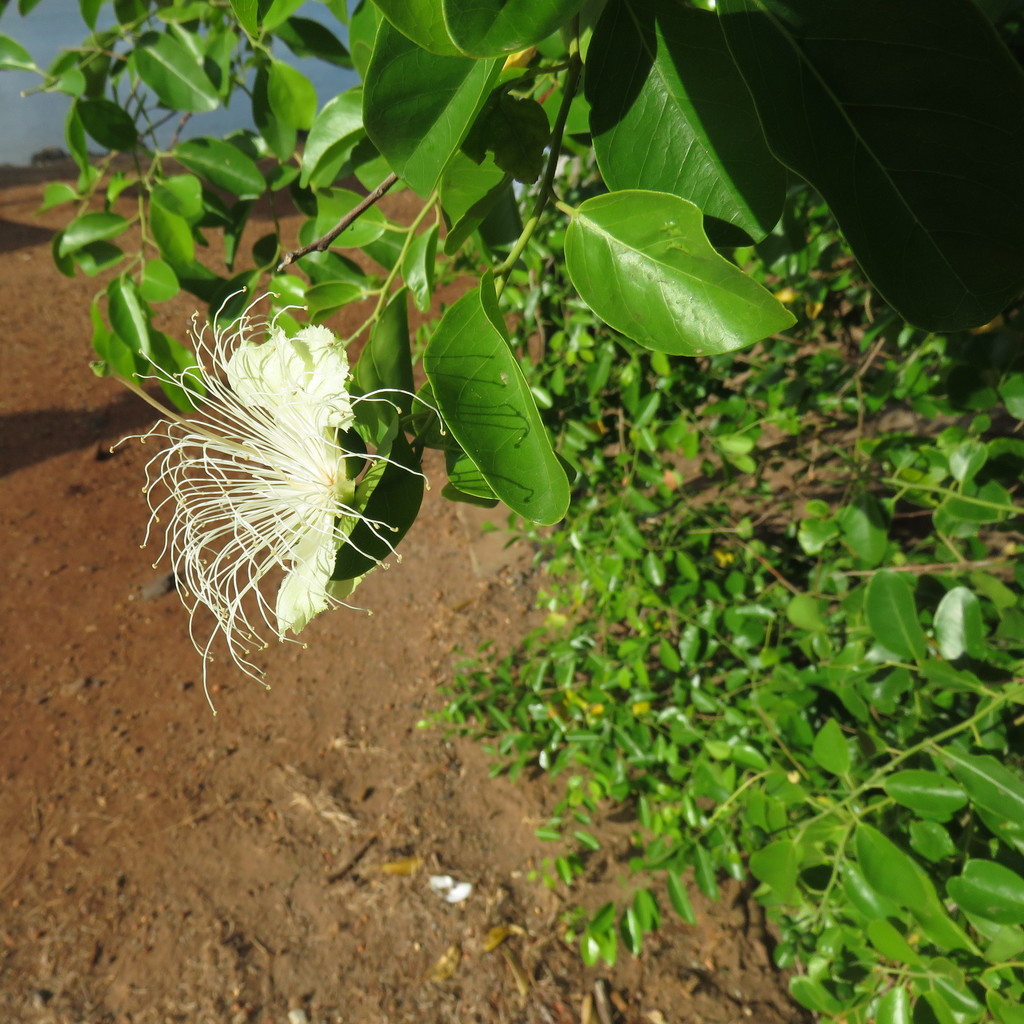 Capparis lucida from Boat ramp, Charlotte Street, Cooktown QLD 4895 ...