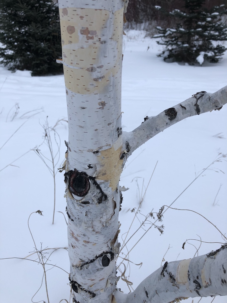 western paper birch (Common Identifiable Plants in Washington State ...