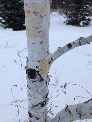 western paper birch (Common Identifiable Plants in Washington State ...