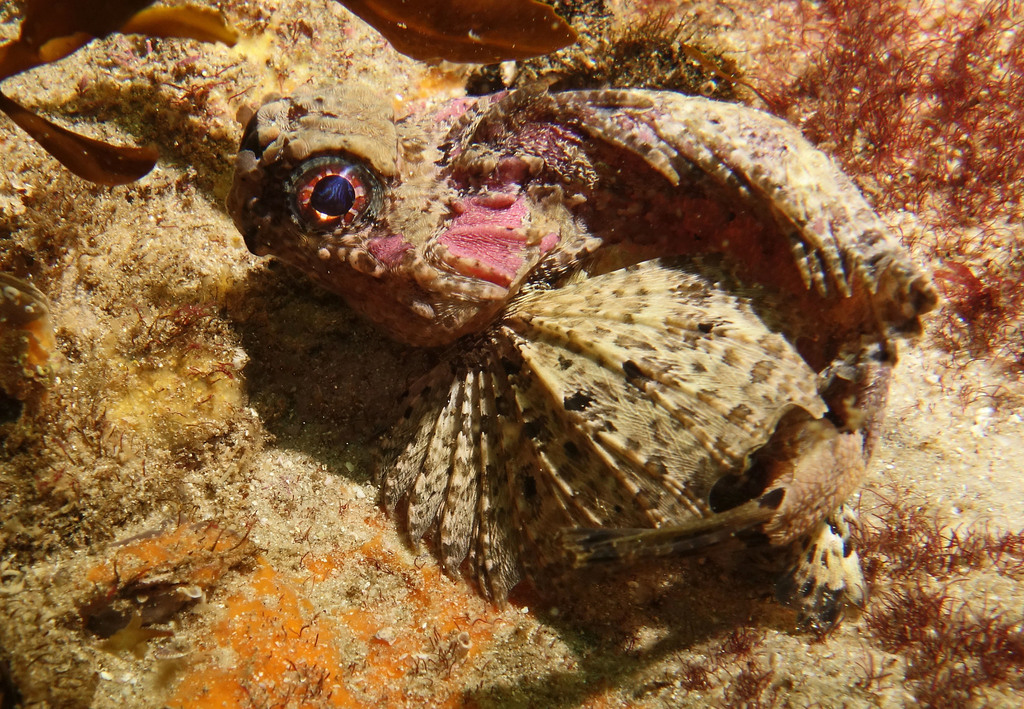 Goblinfish (Glyptauchen panduratus) - Marine Life Identification
