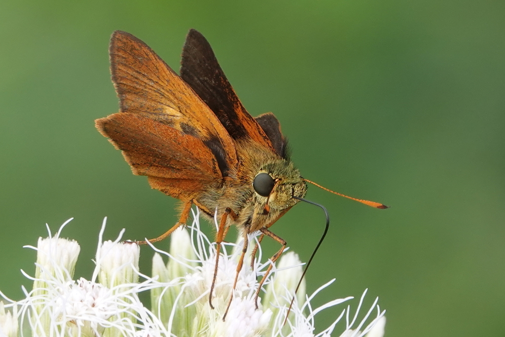 Singularis Skipper from Villa Maroita, Abreu, Cabrera, Dominican ...
