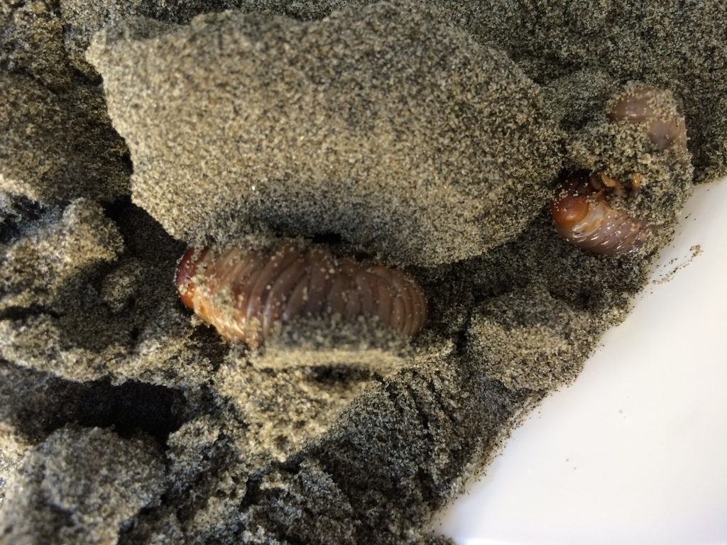 Large Sand Scarab from Southshore, Christchurch 8062, New Zealand on ...