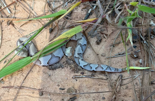 Eastern Copperhead (Agkistrodon contortrix) - Snakes and Lizards