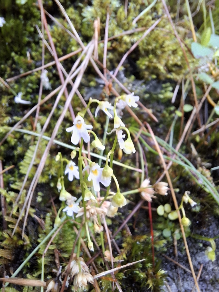 Utricularia furcellata from M4MM+52J, Dali, Yunnan, China, 671003 on ...