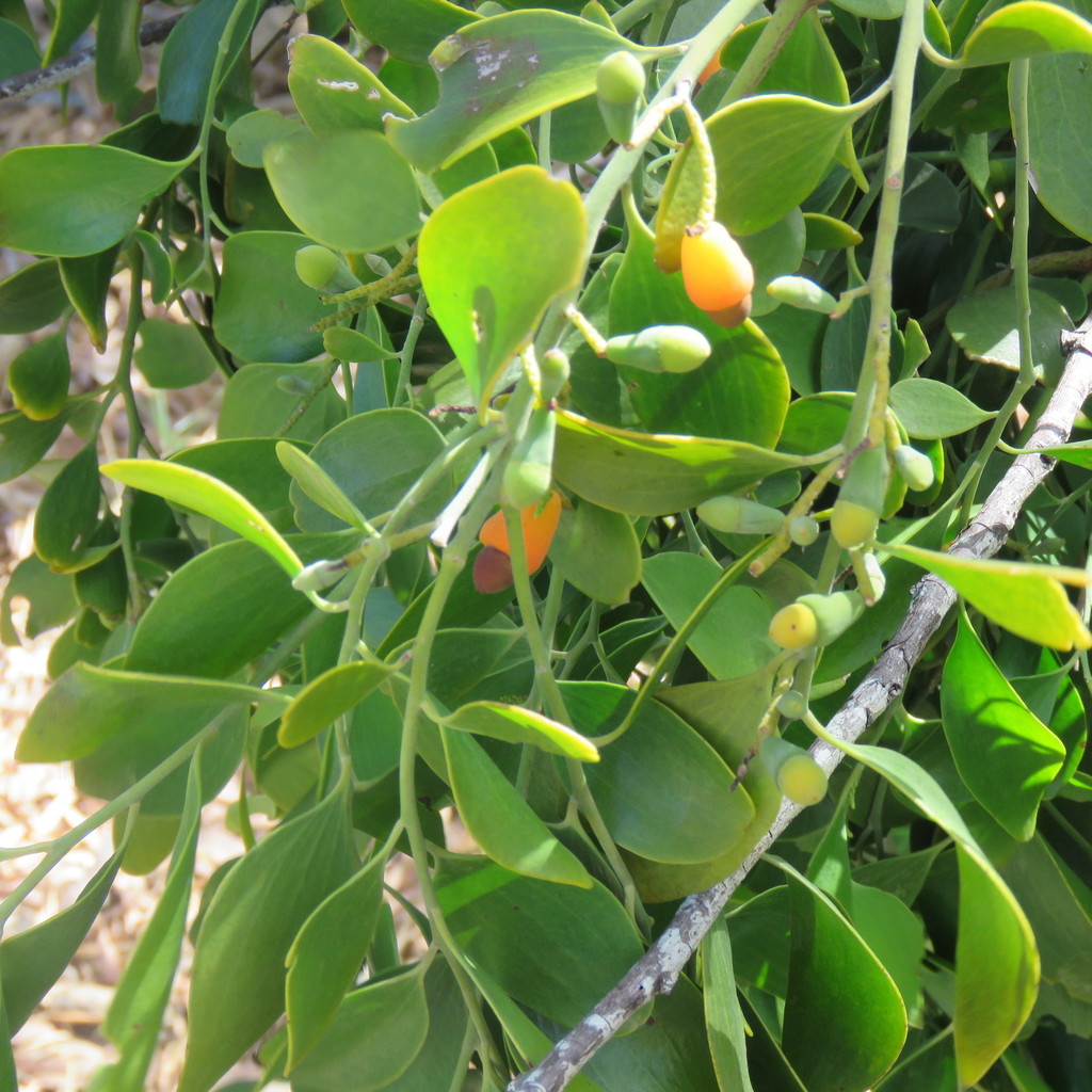Broad Leaved Native Cherry from Quarantine Bay, Cooktown QLD 4895 ...